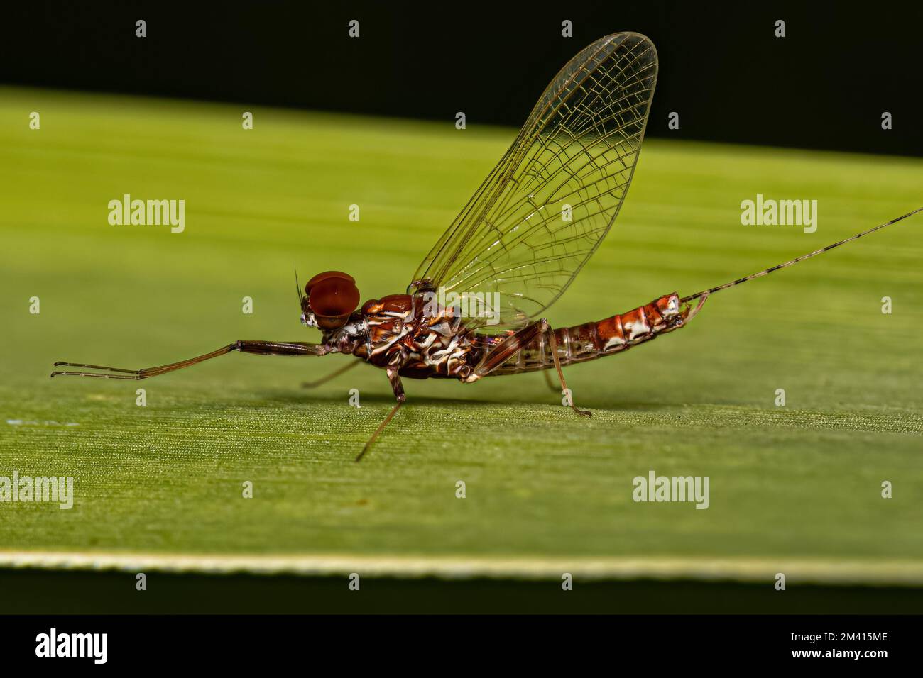 Adult Male Prong-gilled Mayfly of the genus Thraulodes Stock Photo - Alamy