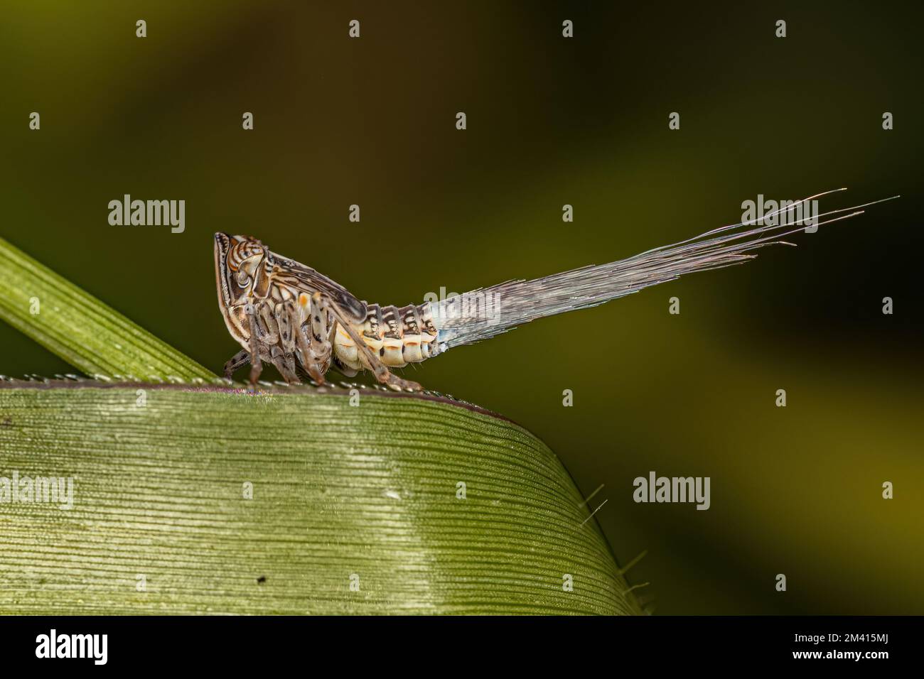 Adult Green Planthopper Insect of the Superfamily Fulgoroidea Stock ...
