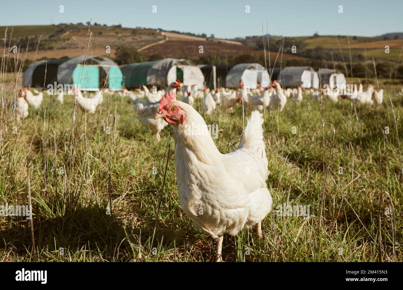 Chicken flock on farm, grass and green field for sustainable production ...