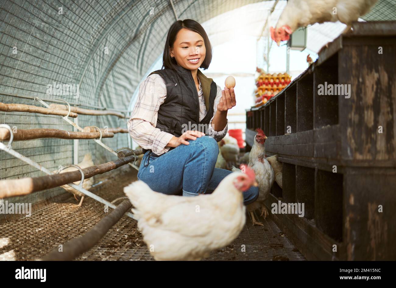 Chicken eggs, woman and farmer check barn for agriculture inspection ...