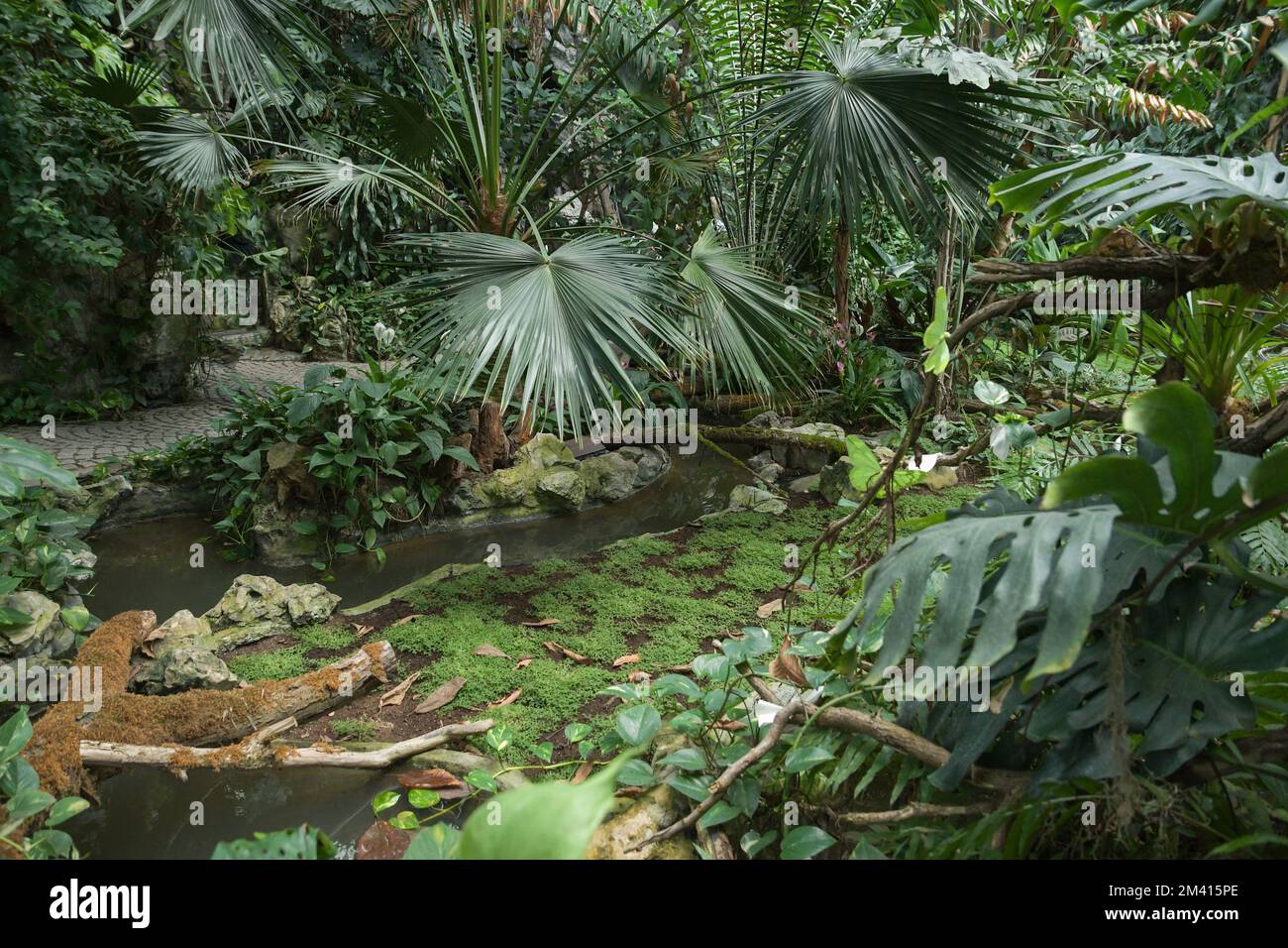 Subtropical foliage hi-res stock photography and images - Alamy