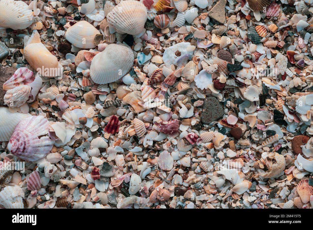 Close-up seashells on beach sand summer day. Abstract ocean background ...