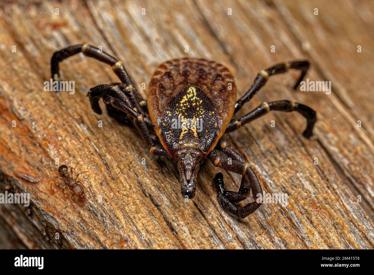Female Adult Bont Tick of the species Amblyomma longirostre Stock Photo ...