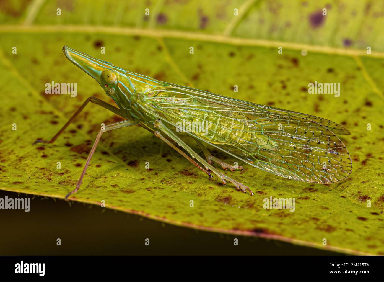 Adult Dictyopharid Planthopper Insect of the Tribe Nersiini Stock Photo ...