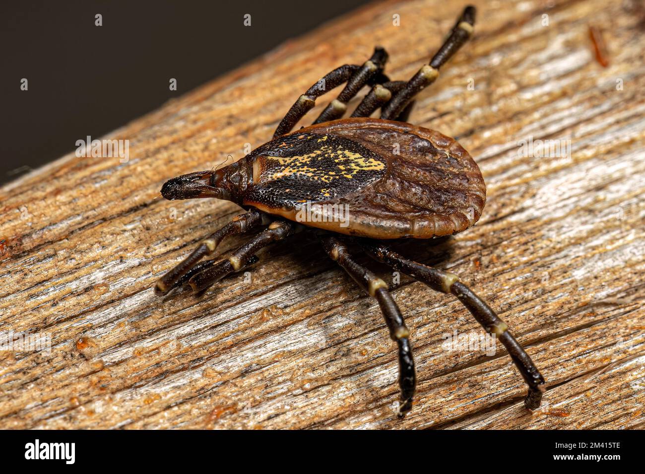 Bont tick hi-res stock photography and images - Alamy