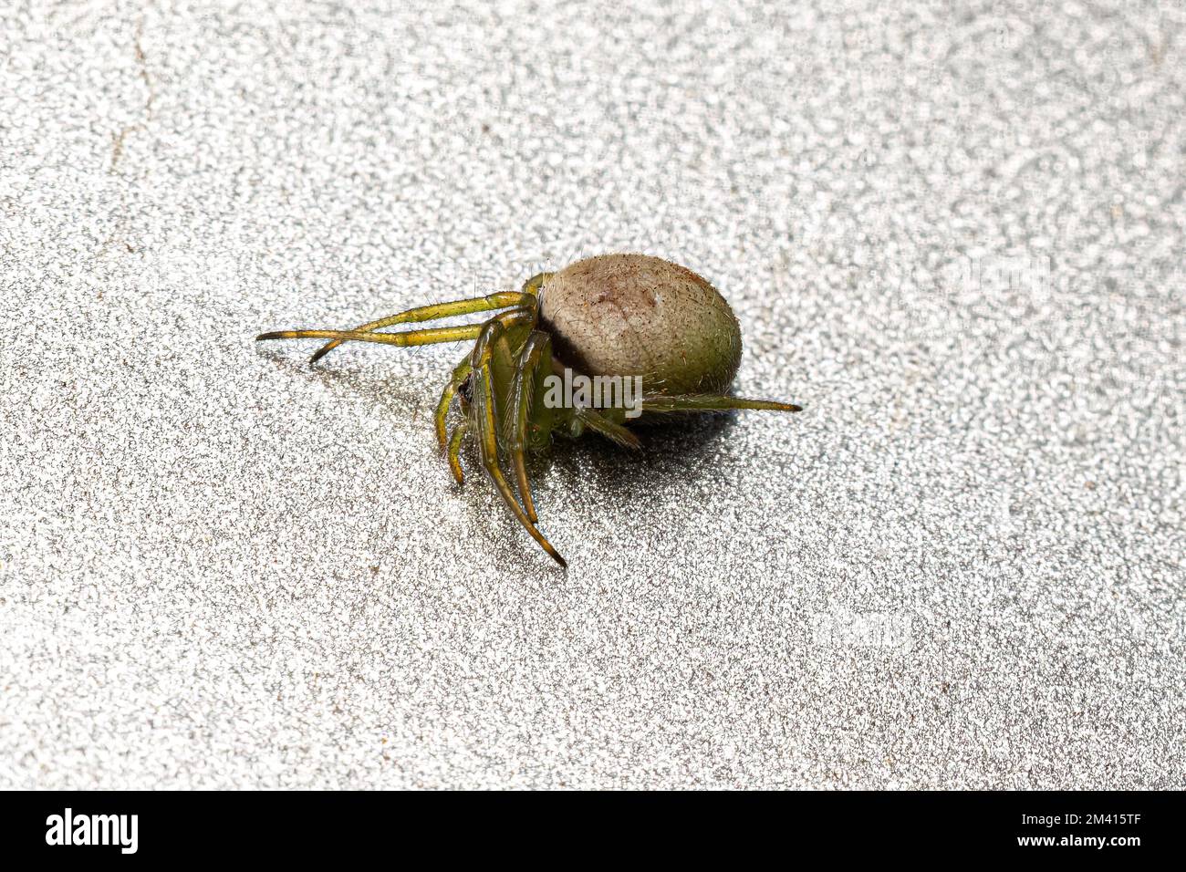 Small Orbweaver Spider of the Family Araneidae Stock Photo - Alamy