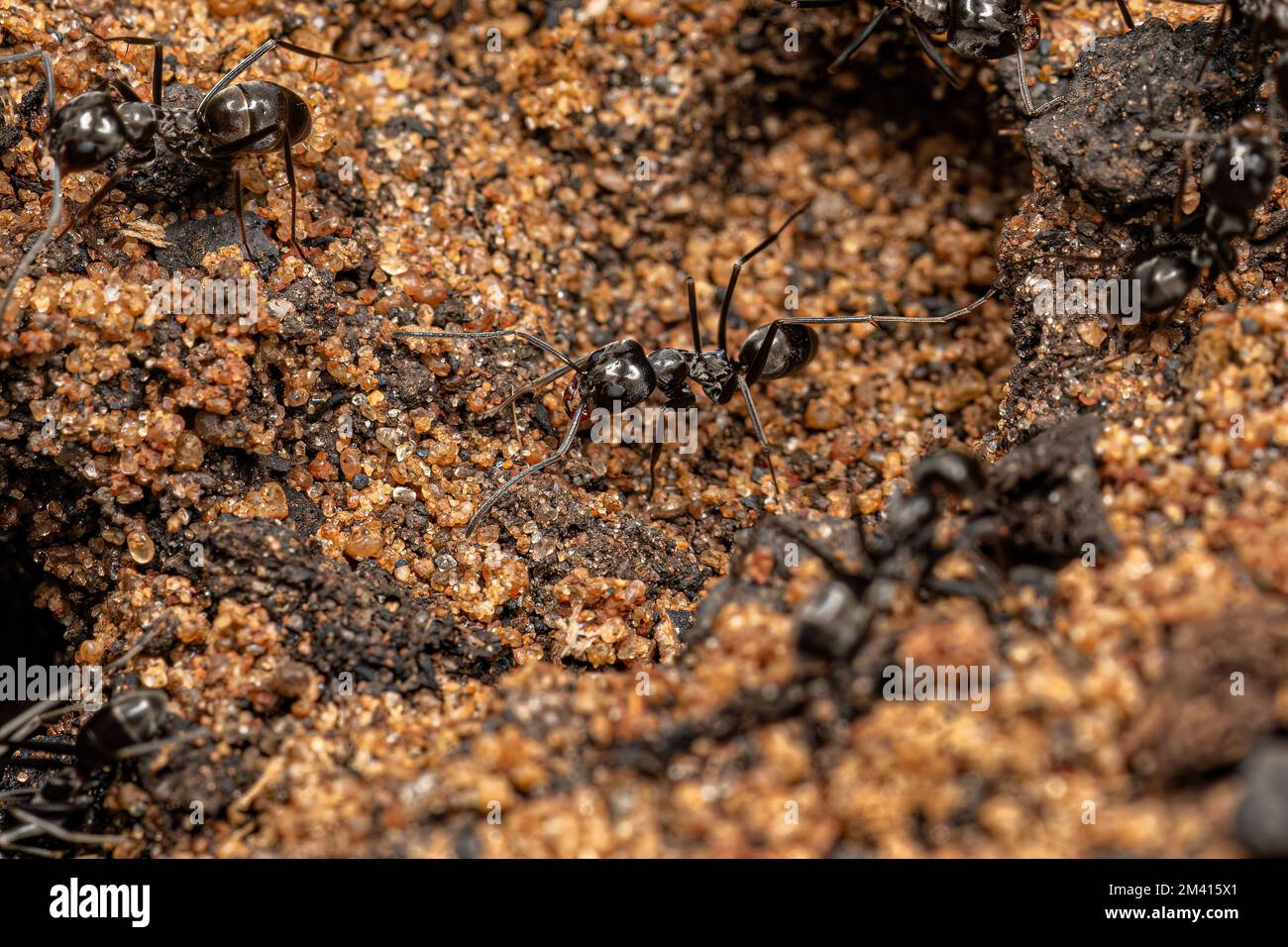 Adult Pyramid Ants of the Genus Dorymyrmex Stock Photo - Alamy