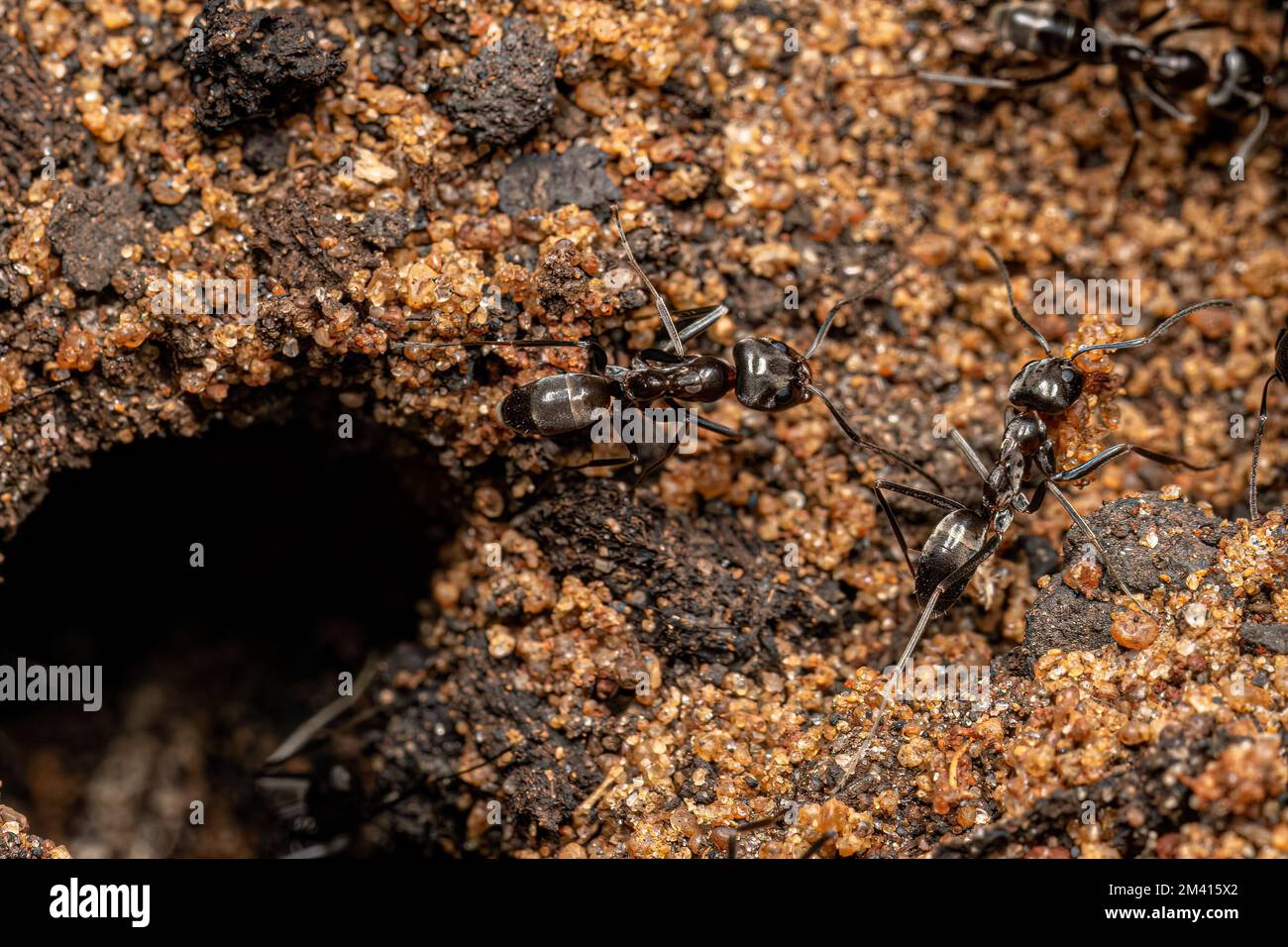 Dorymyrmex hi-res stock photography and images - Alamy