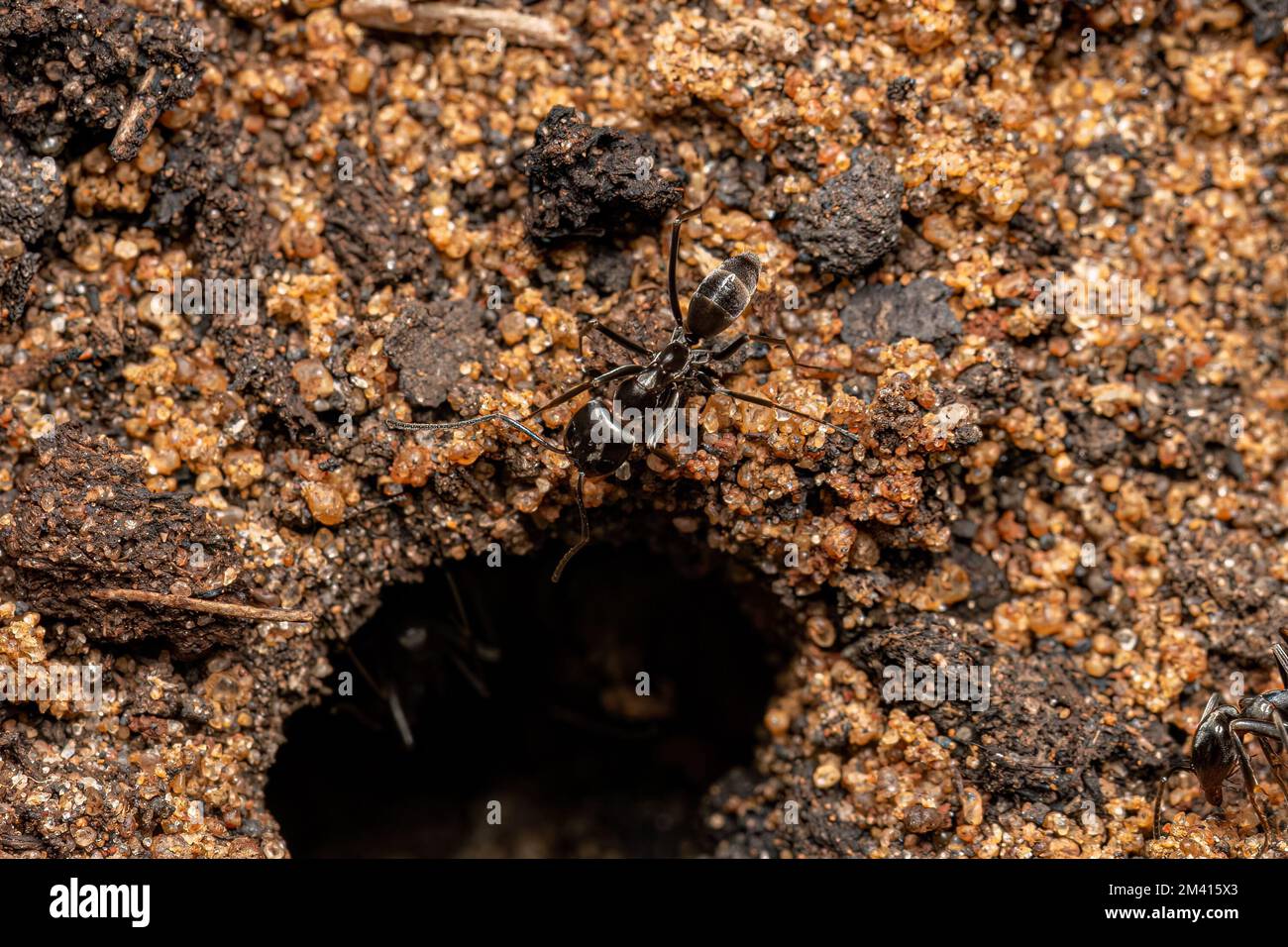 Adult Pyramid Ants of the Genus Dorymyrmex Stock Photo - Alamy