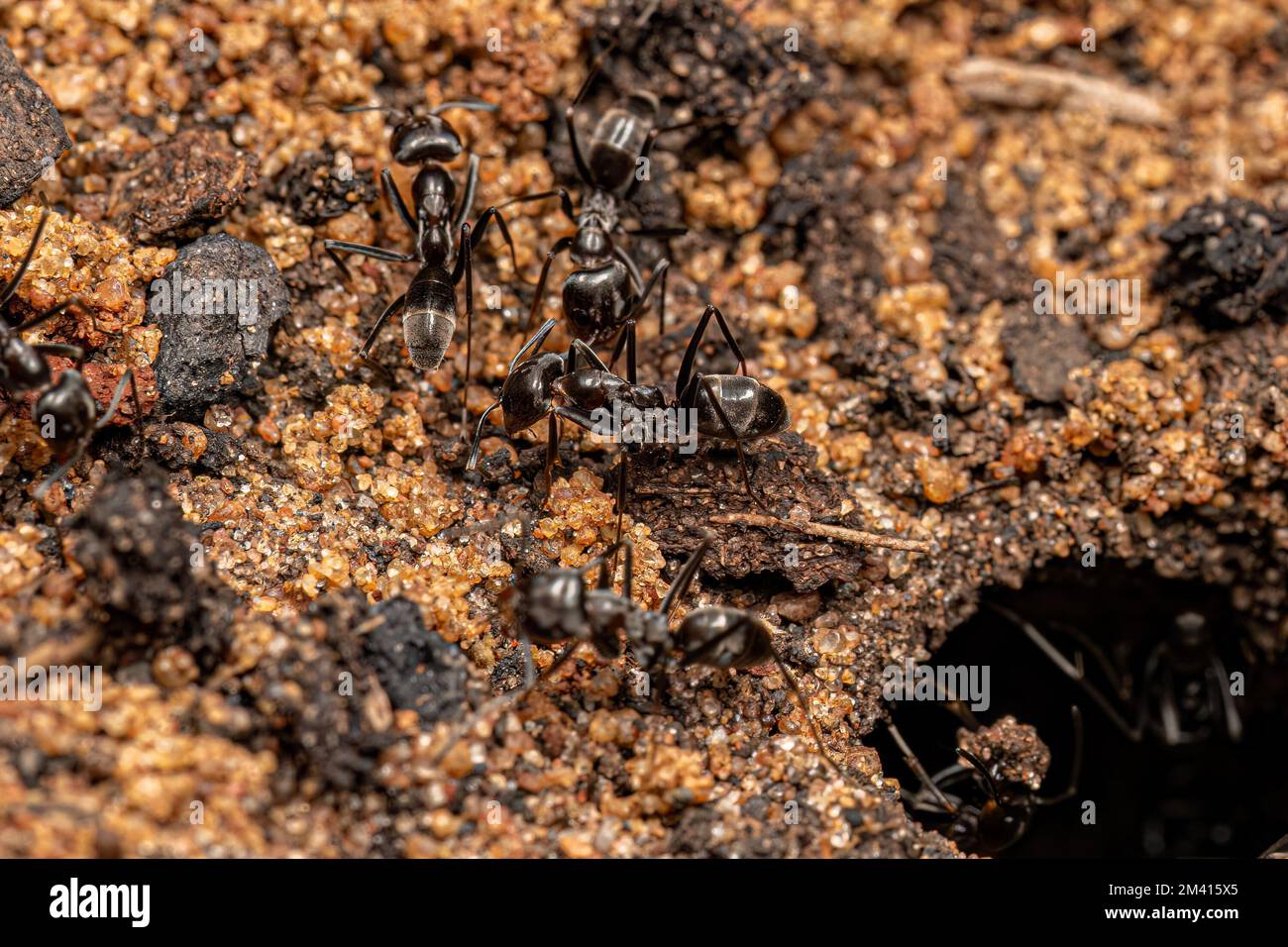 Adult Pyramid Ants of the Genus Dorymyrmex Stock Photo - Alamy