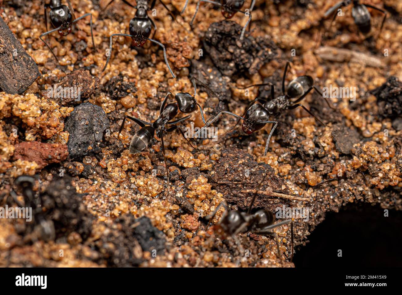 Adult Pyramid Ants of the Genus Dorymyrmex Stock Photo - Alamy
