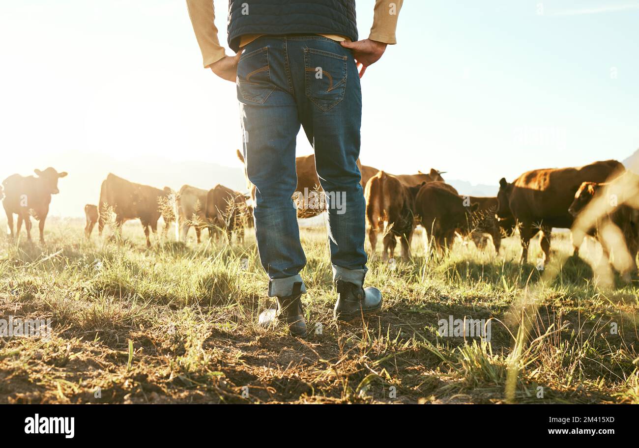 Cow, farmer and man on grass field in nature for meat, beef or cattle ...
