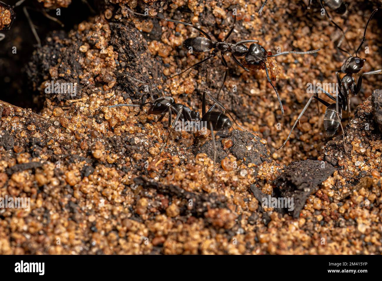 Adult Pyramid Ants of the Genus Dorymyrmex Stock Photo - Alamy