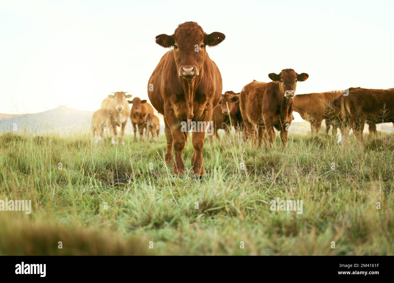 Sustainable cattle production hi-res stock photography and images - Alamy