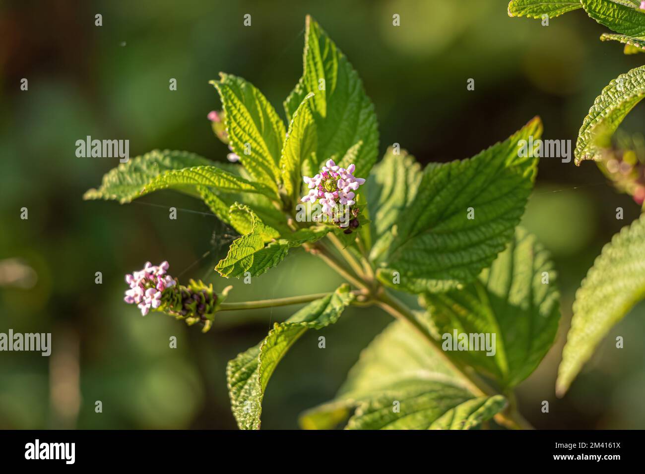 Ternate Lantana Plant of the species Lantana trifolia Stock Photo - Alamy