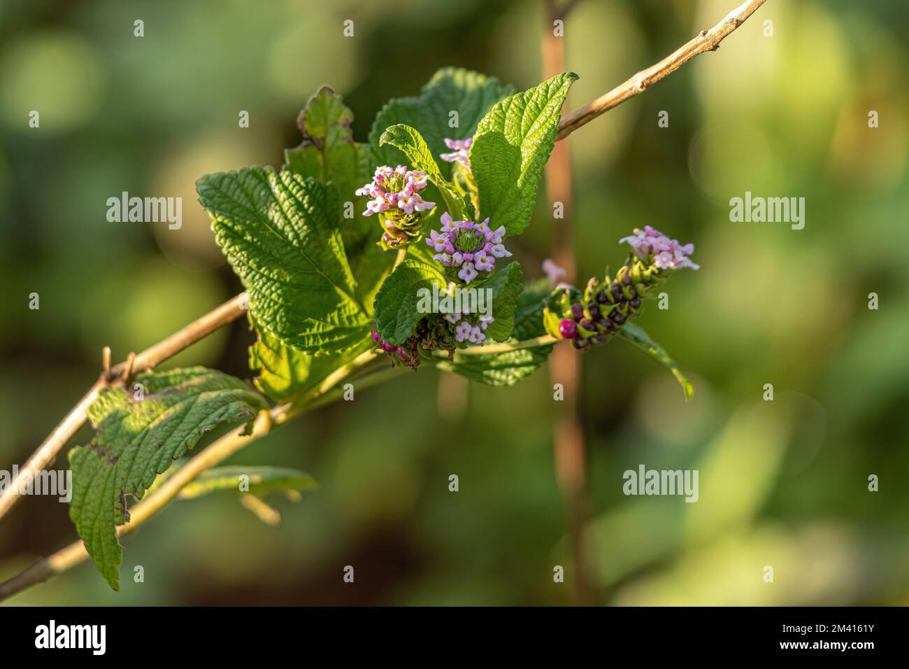 Ternate Lantana Plant of the species Lantana trifolia Stock Photo - Alamy