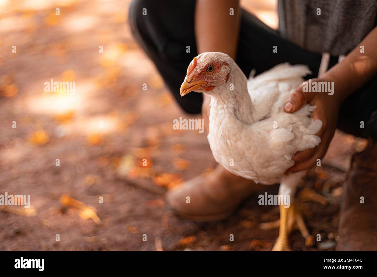 Young white chicken hen in the hands of a child on the farm Stock Photo ...