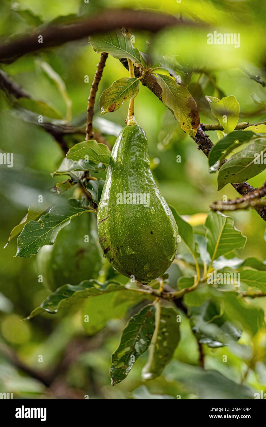 Avocado Fruit Tree of the species Persea americana Stock Photo - Alamy