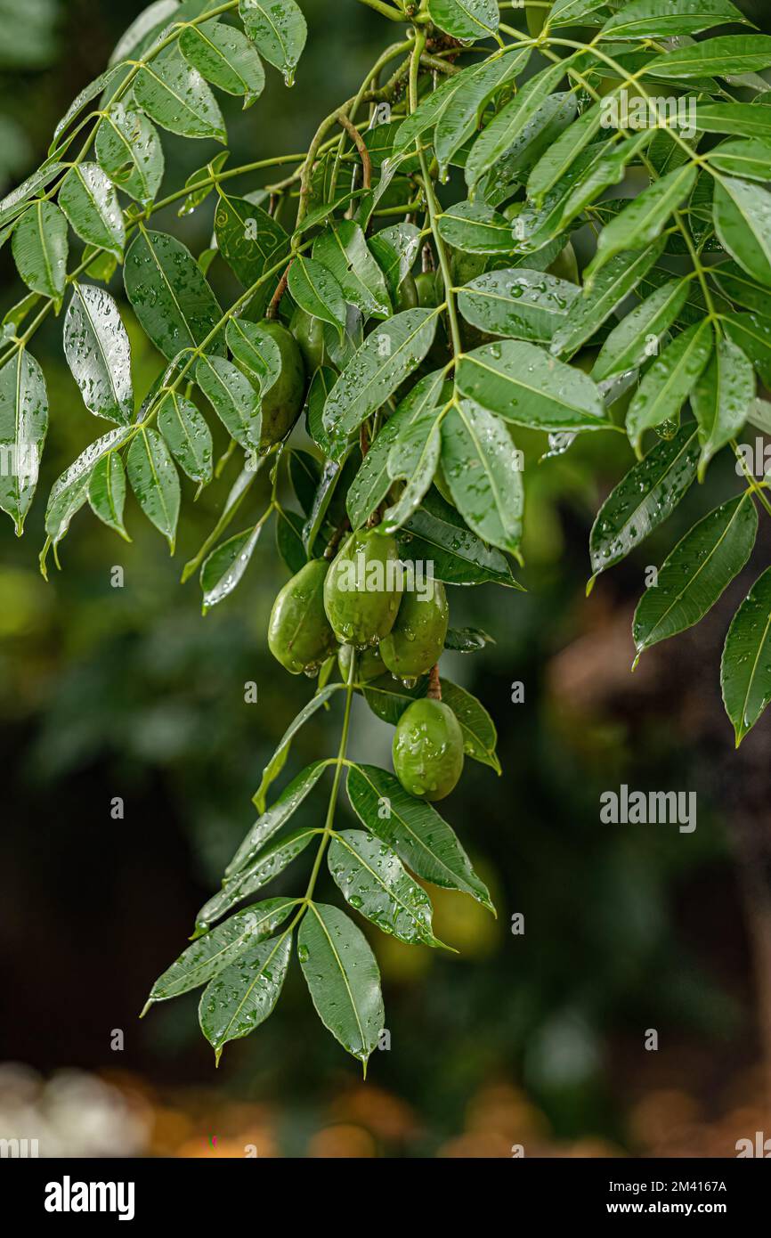 Mombins Tree Fruit of the Genus Spondias Stock Photo - Alamy