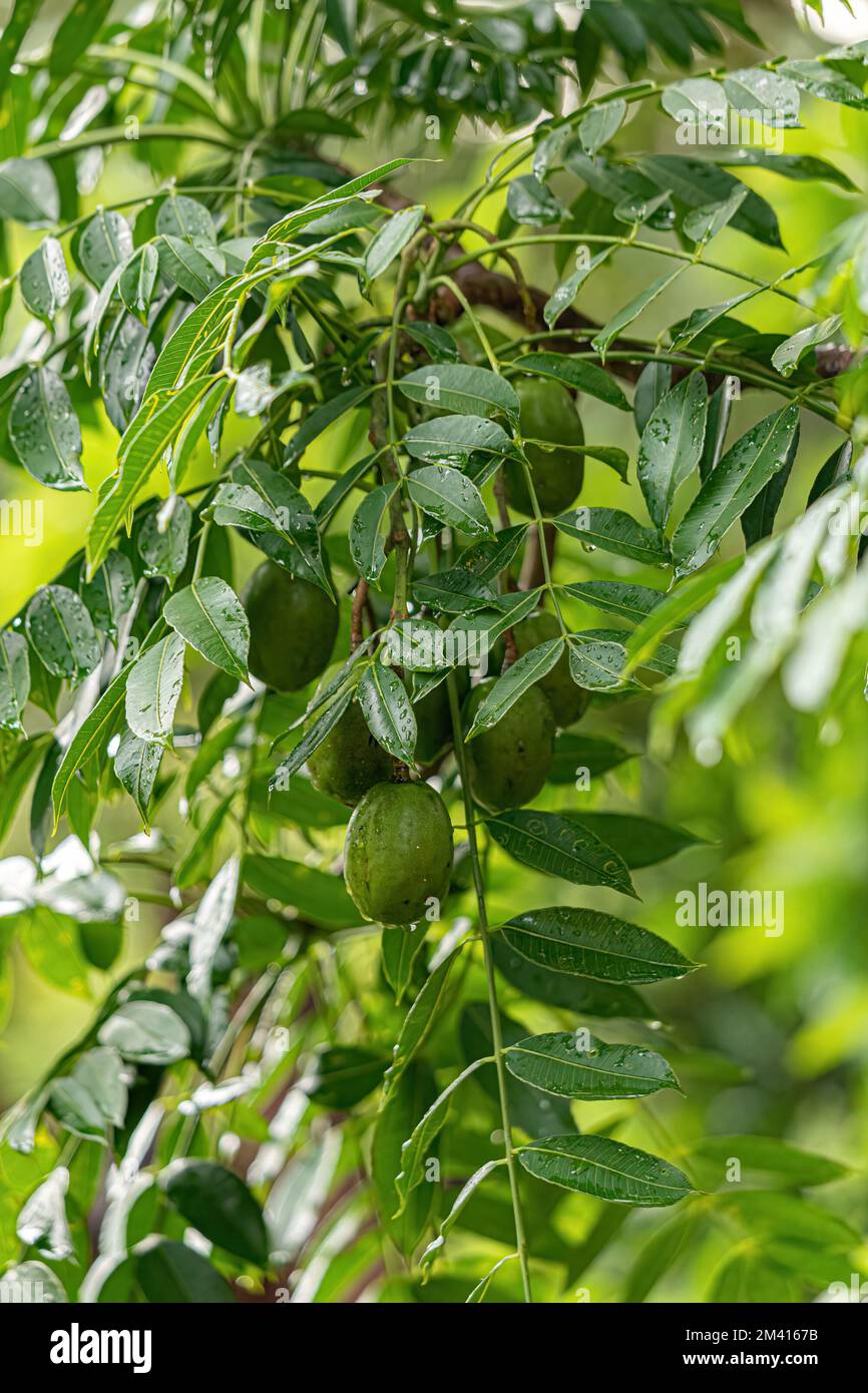 Mombins Tree Fruit of the Genus Spondias Stock Photo - Alamy