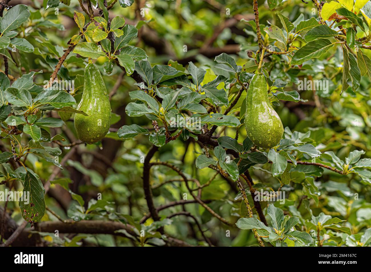 Avocado Fruit Tree of the species Persea americana Stock Photo - Alamy