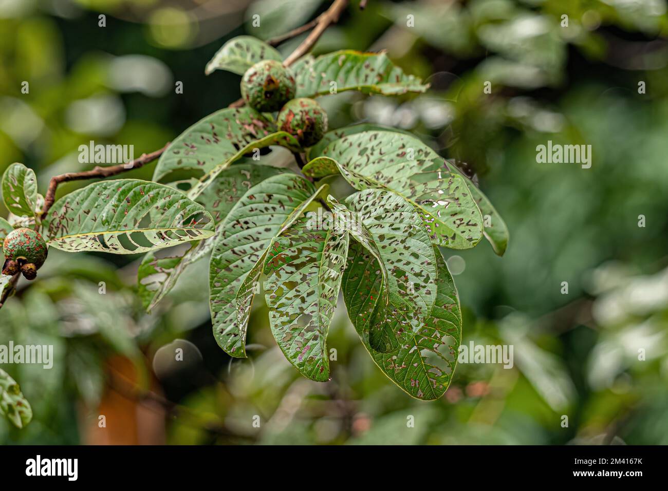Tree eaten by insects hi-res stock photography and images - Alamy