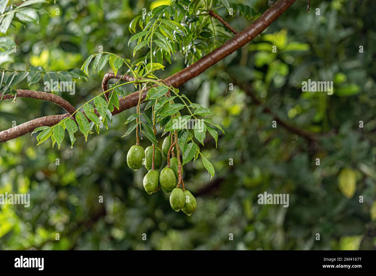 Mombins Tree Fruit of the Genus Spondias Stock Photo - Alamy