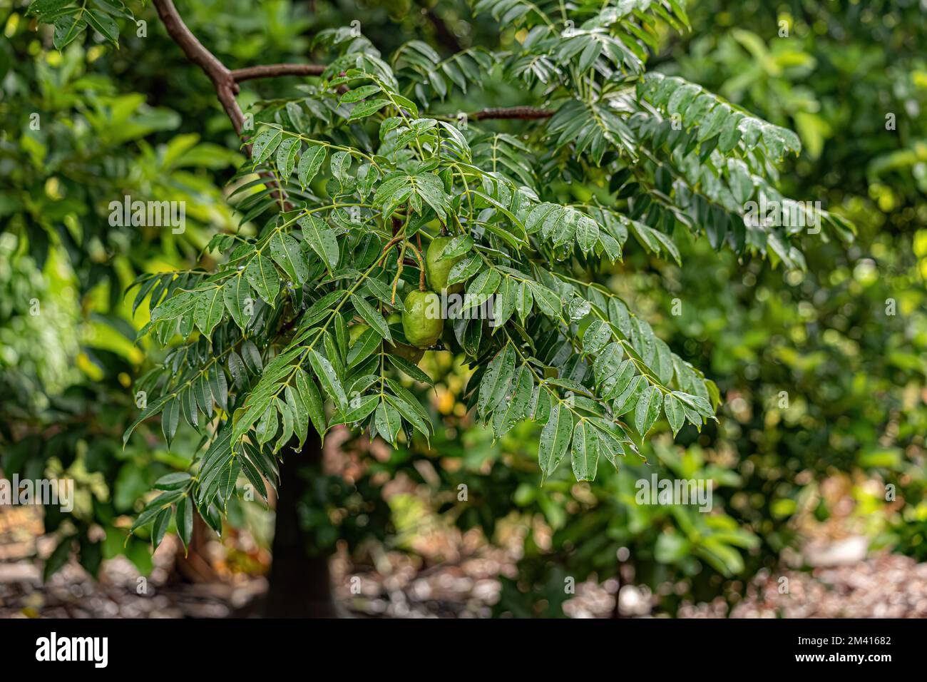 Mombins Tree Fruit of the Genus Spondias Stock Photo - Alamy