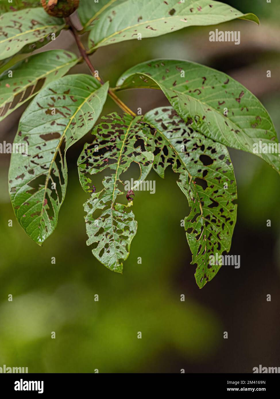 Tree eaten by insects hi-res stock photography and images - Alamy