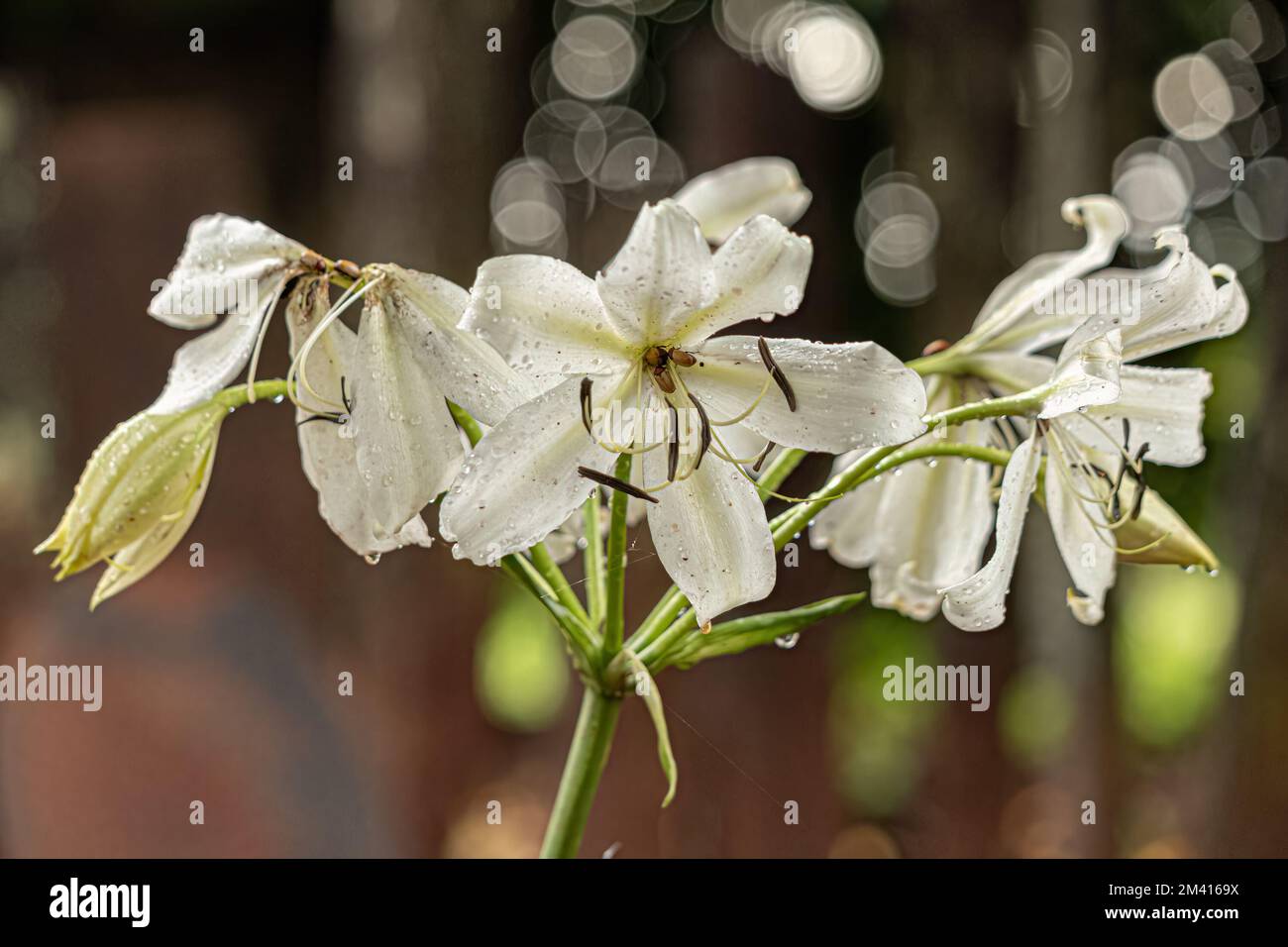 White Swamp Lilly Flower of the Genus Crinum Stock Photo - Alamy