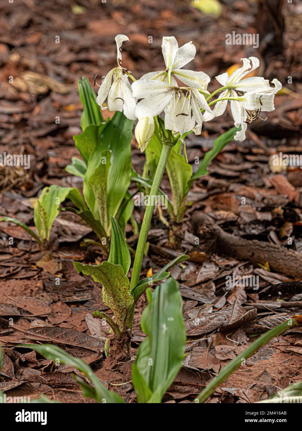 Swamplilies hi-res stock photography and images - Alamy