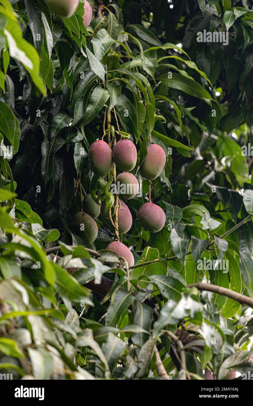 Mango tree of the species Mangifera indica with fruits Stock Photo - Alamy