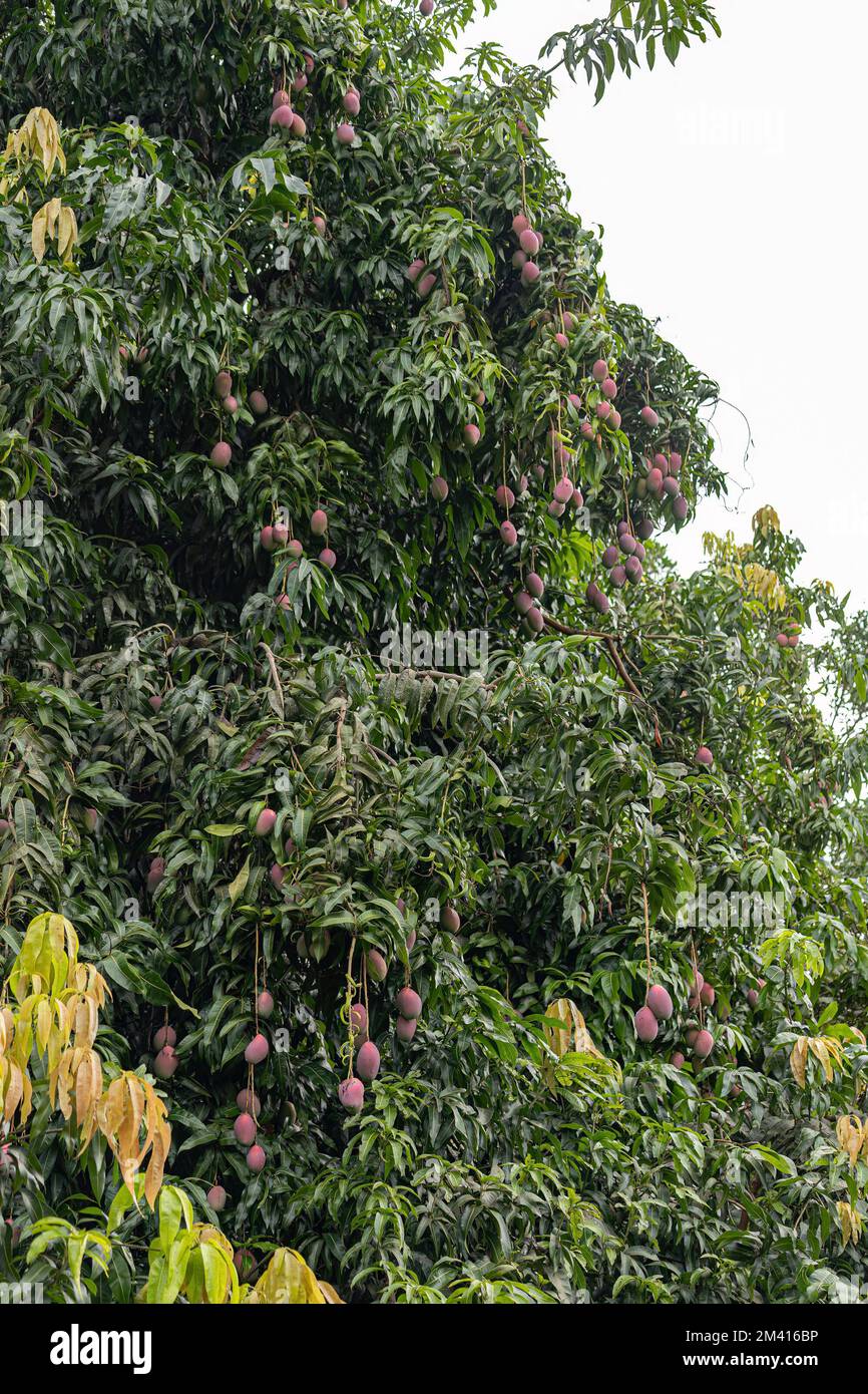 Mango tree of the species Mangifera indica with fruits Stock Photo - Alamy