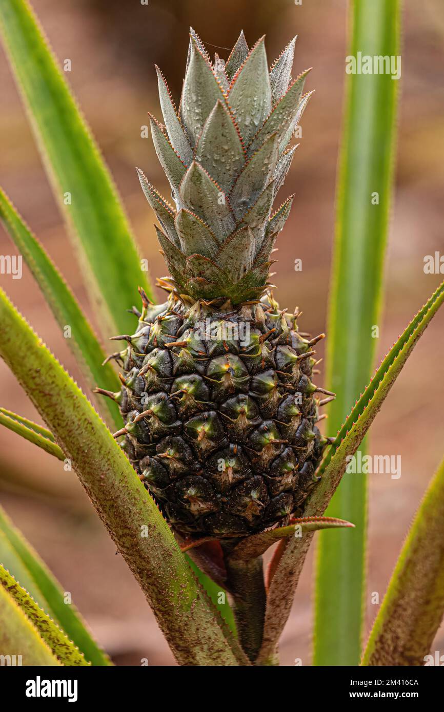 Pineapple Fruit Plant of the species Ananas comosus Stock Photo - Alamy
