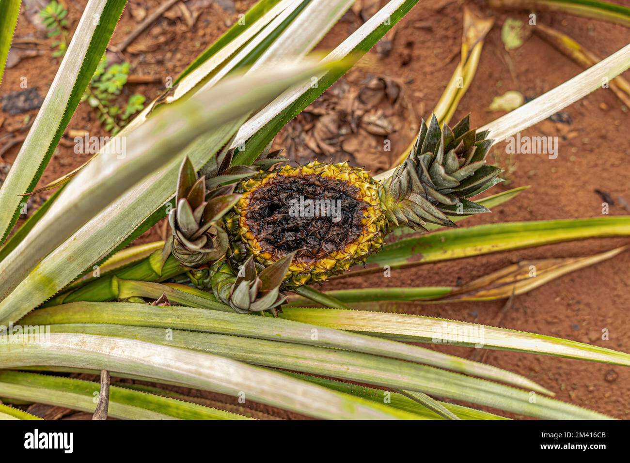 Rotting pineapple hi-res stock photography and images - Alamy