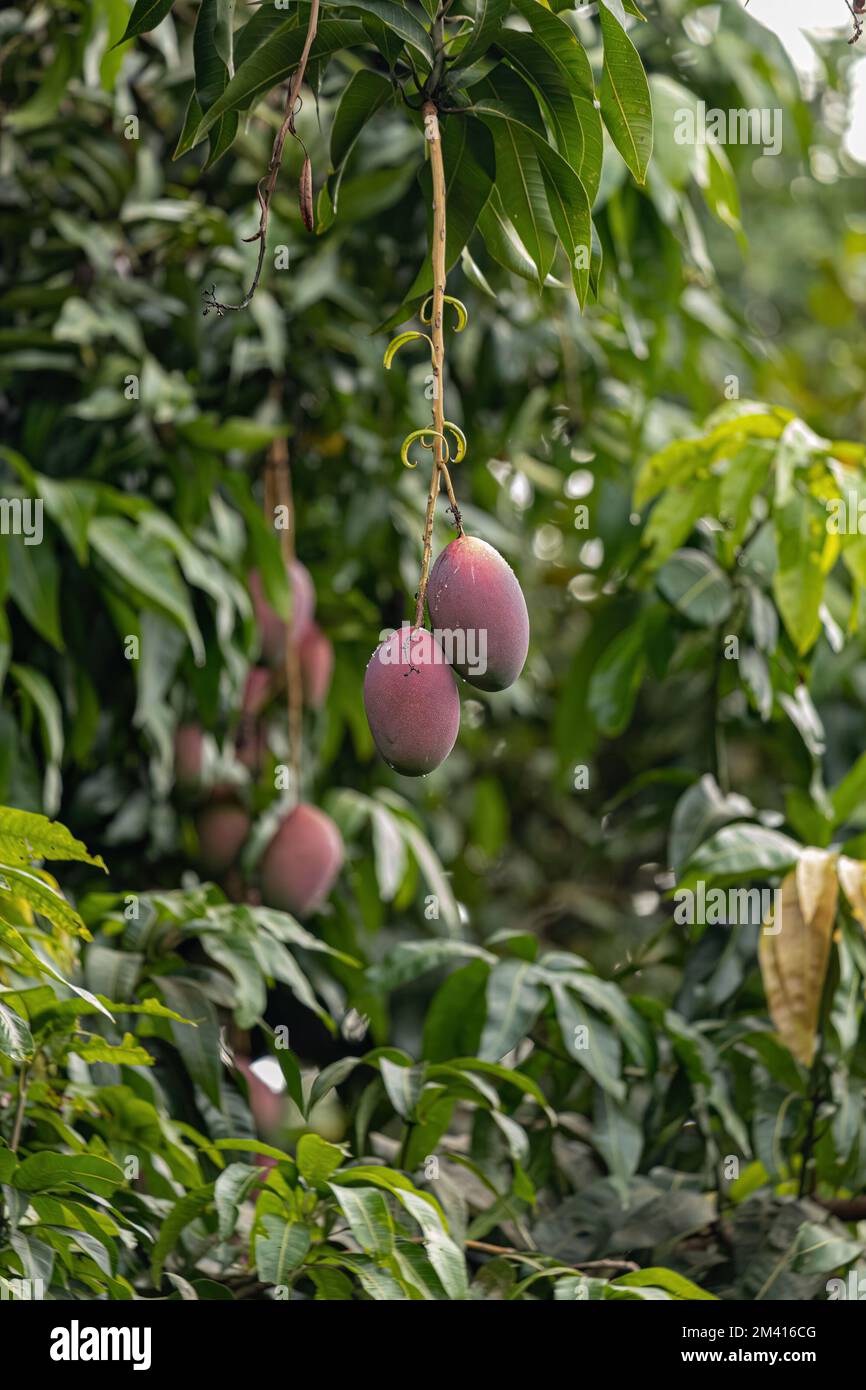 Mango tree of the species Mangifera indica with fruits Stock Photo - Alamy