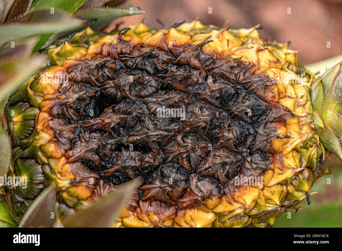 Rotting on the plant hi-res stock photography and images - Alamy