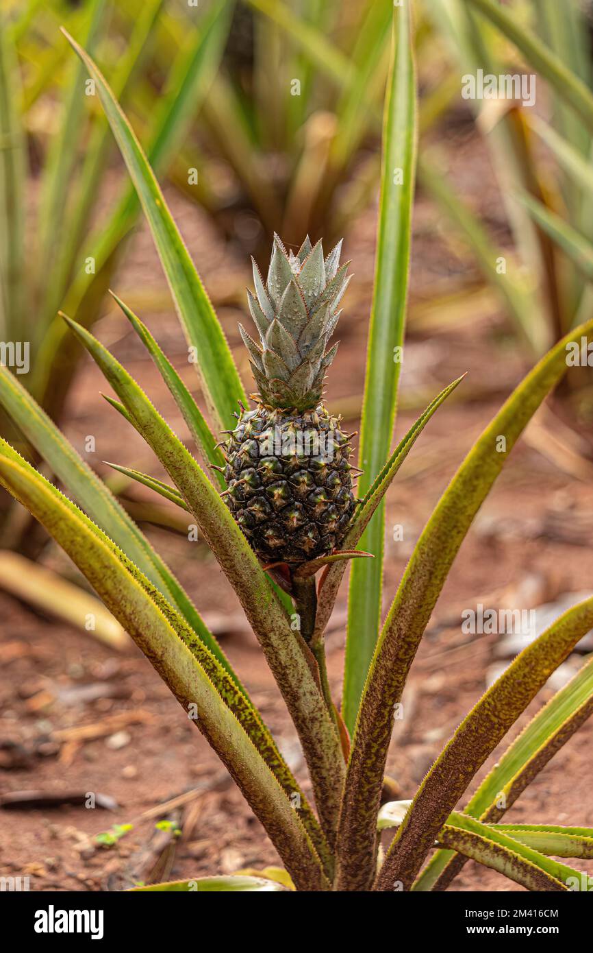 Pineapple Fruit Plant of the species Ananas comosus Stock Photo - Alamy