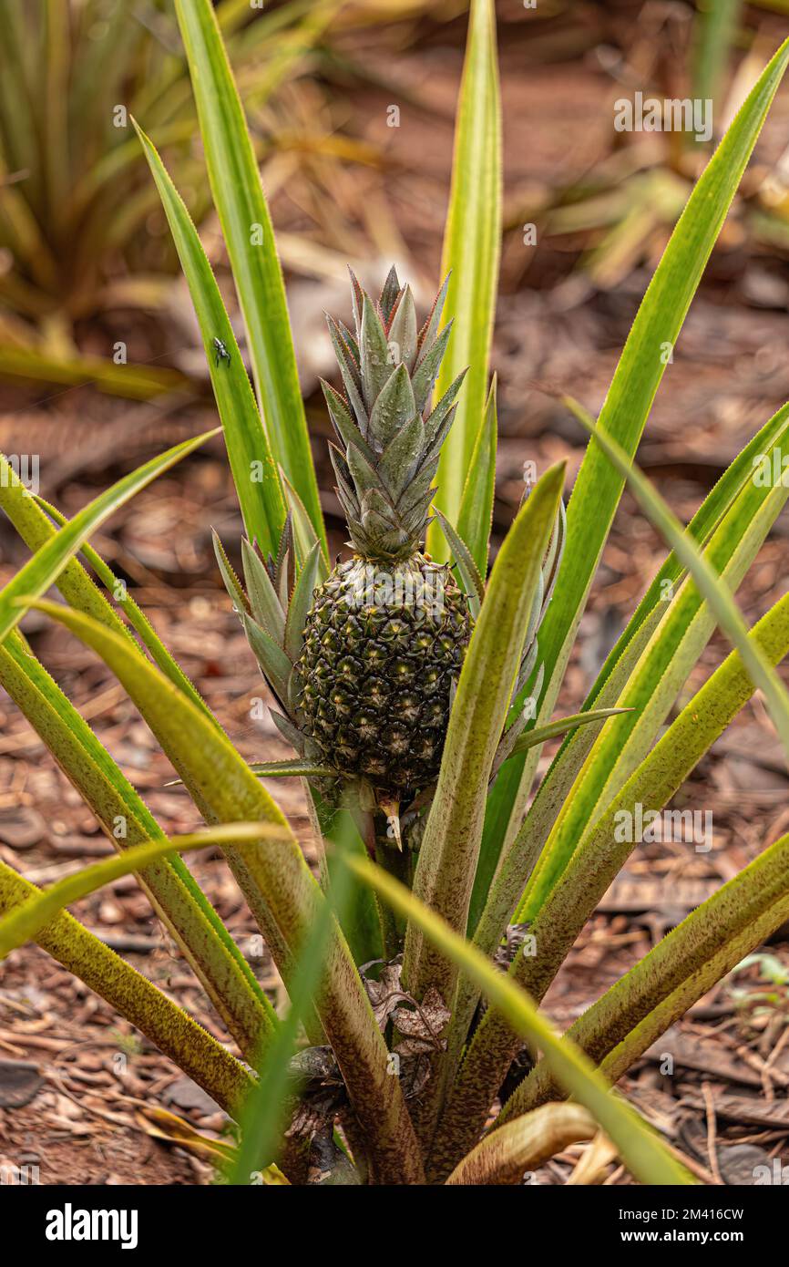 Pineapple Fruit Plant of the species Ananas comosus Stock Photo - Alamy