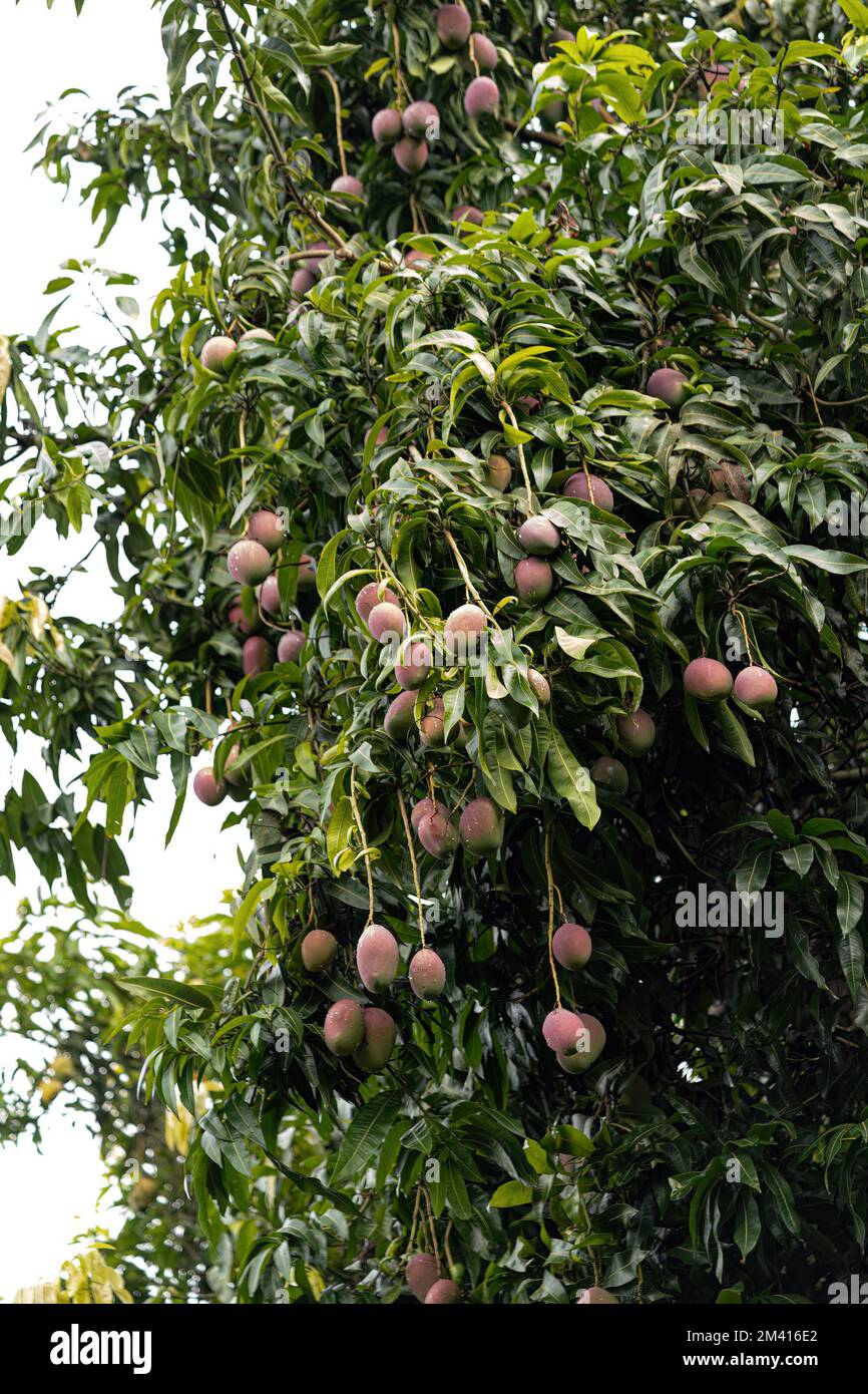 Mango tree of the species Mangifera indica with fruits Stock Photo - Alamy