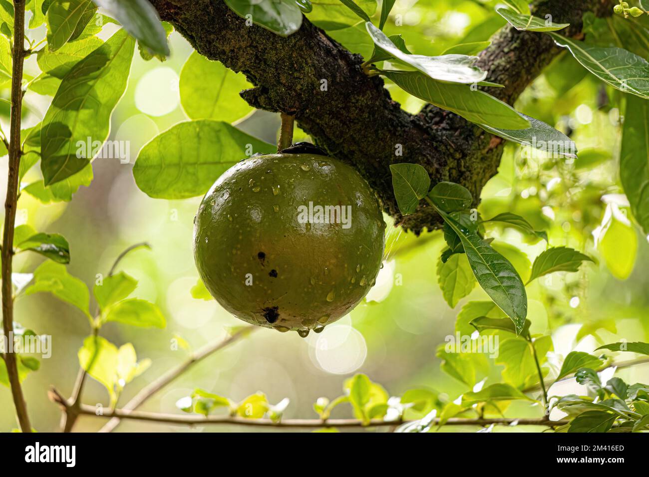 Calabash Tree of the species Crescentia cujete with selective focus ...