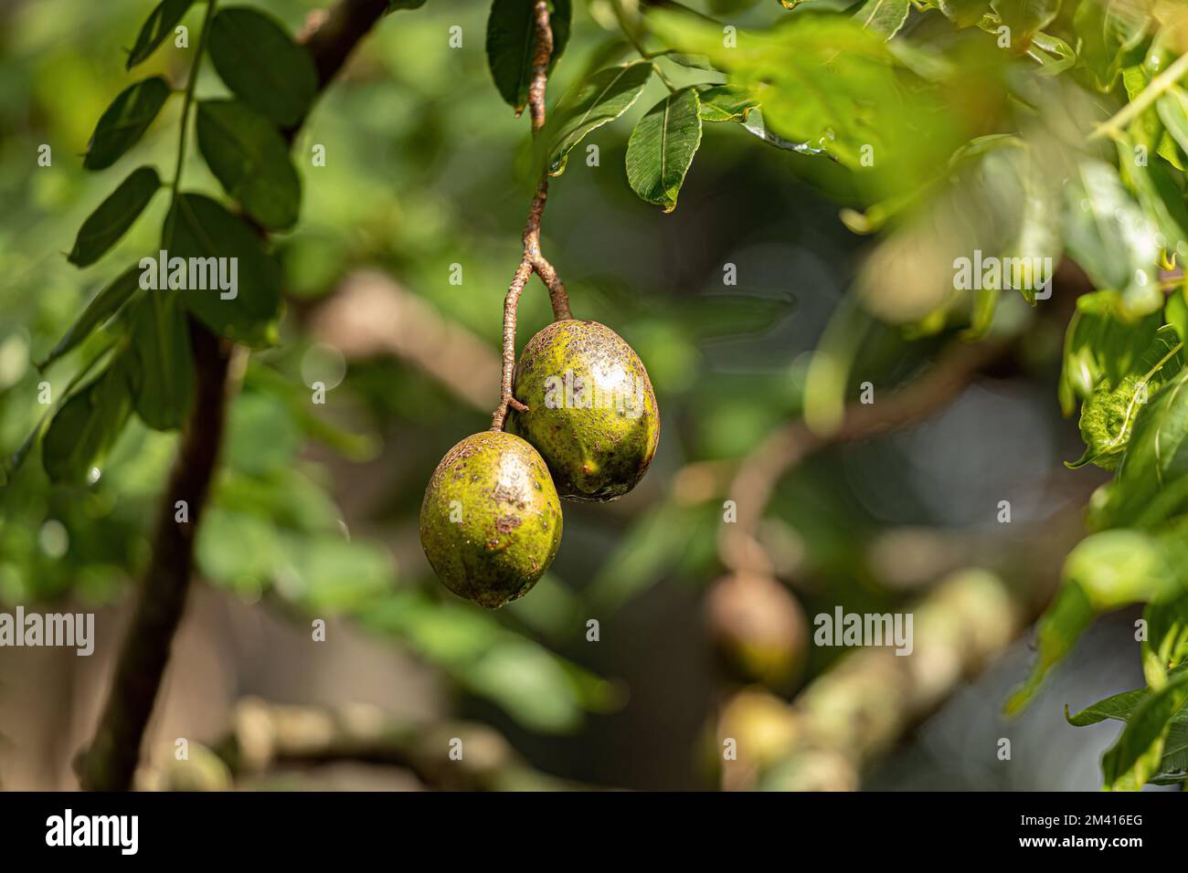 Mombins Tree Fruit of the Genus Spondias Stock Photo - Alamy