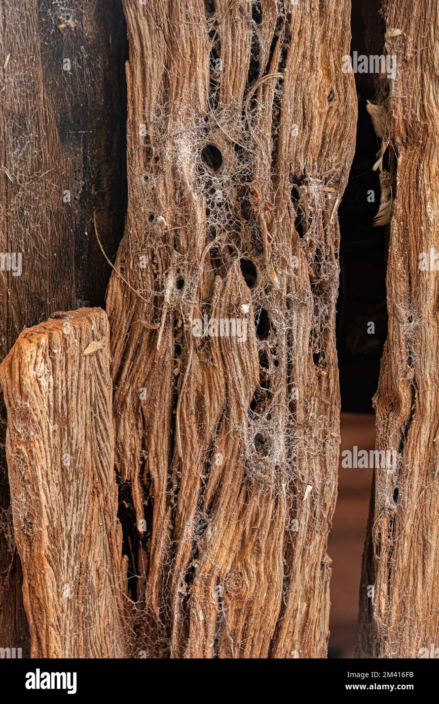 Southern House Spider Web of the species Kukulcania hibernalis Stock ...