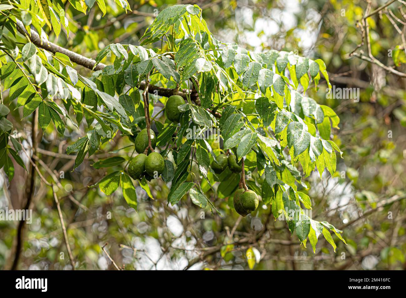 Mombins Tree Fruit of the Genus Spondias Stock Photo - Alamy