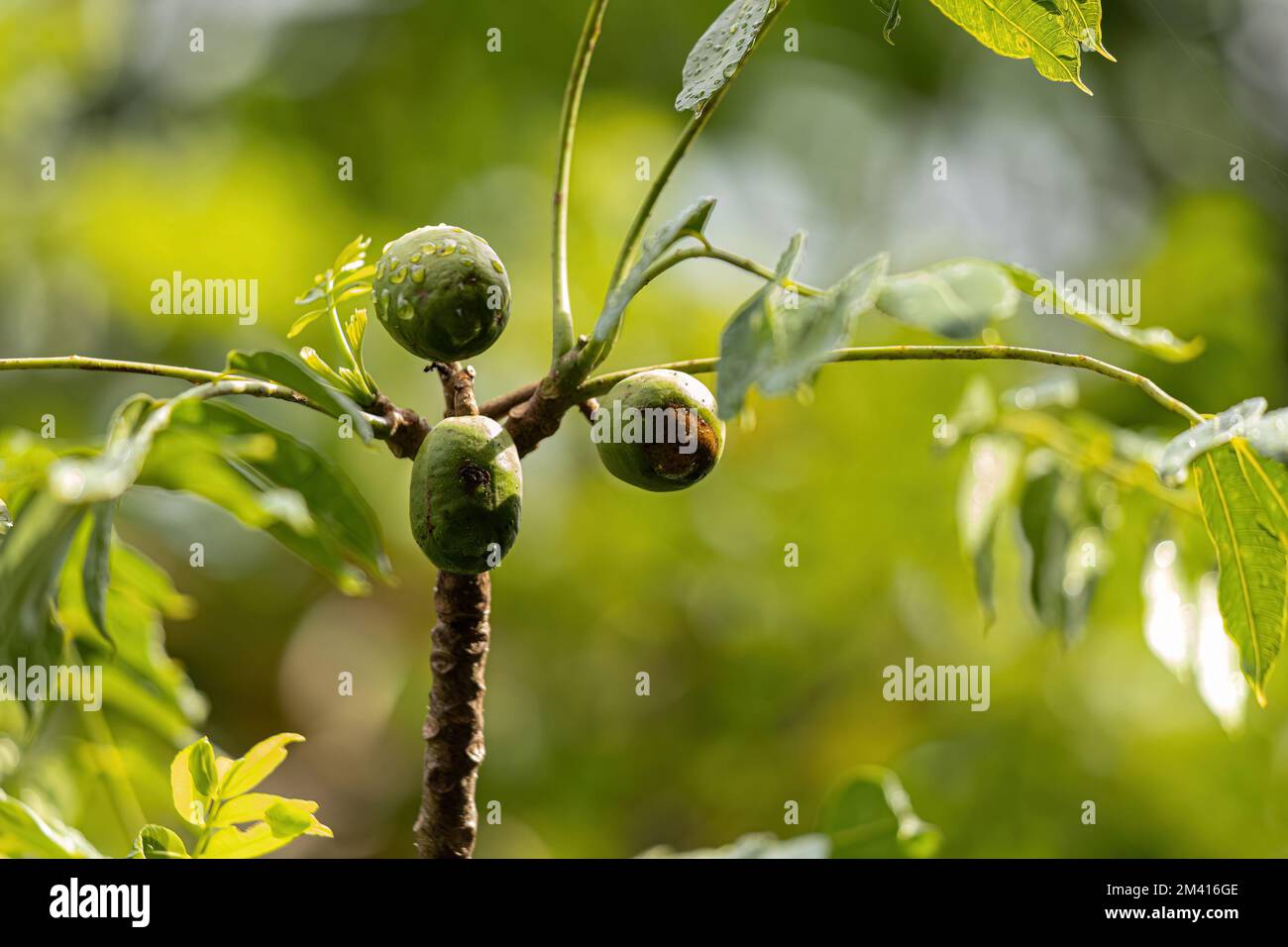 Mombins Tree Fruit of the Genus Spondias Stock Photo - Alamy