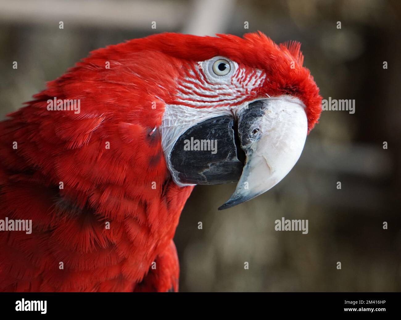 White parrot with red beak hi-res stock photography and images - Alamy
