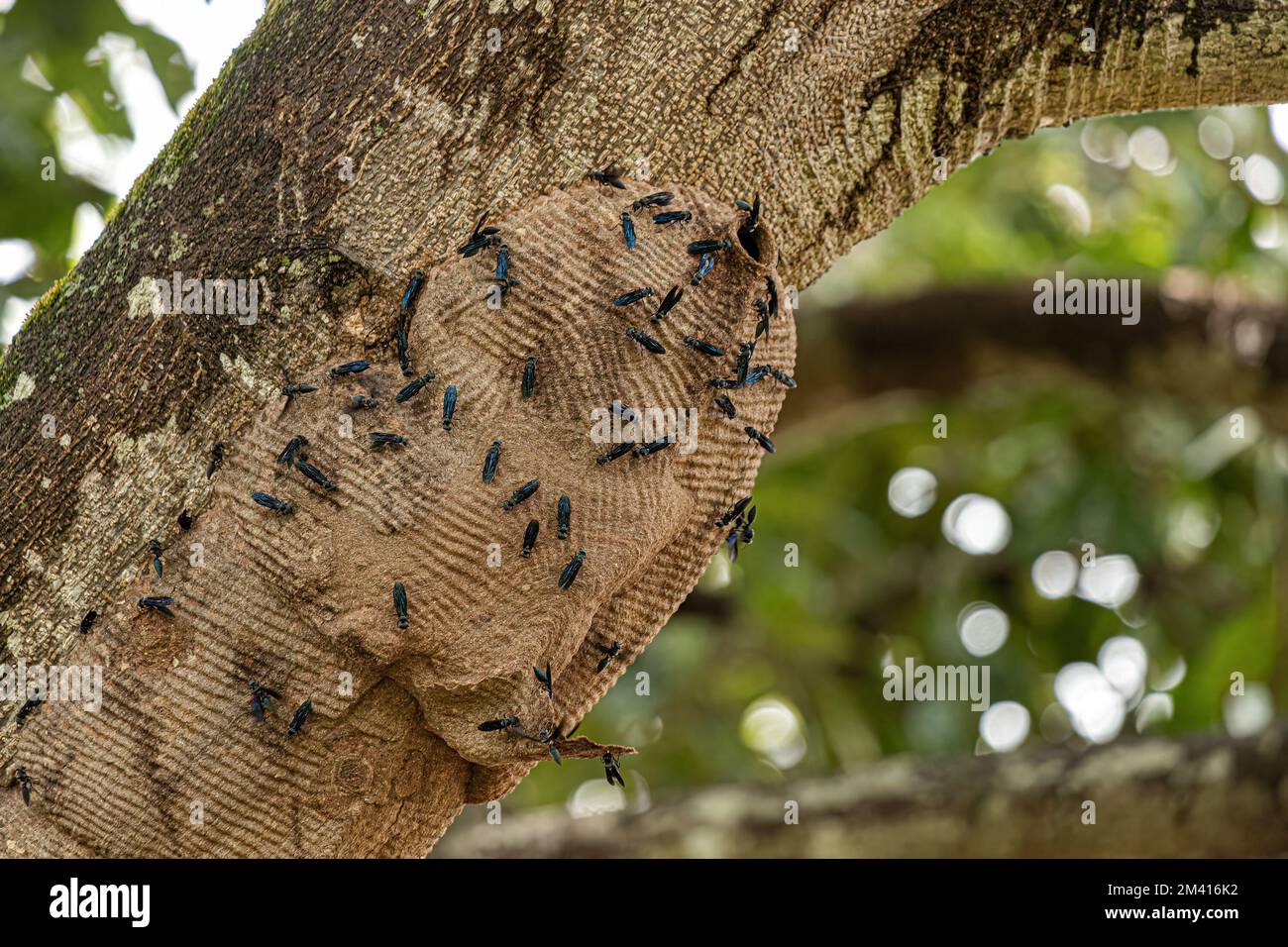 Synoeca species hi-res stock photography and images - Alamy
