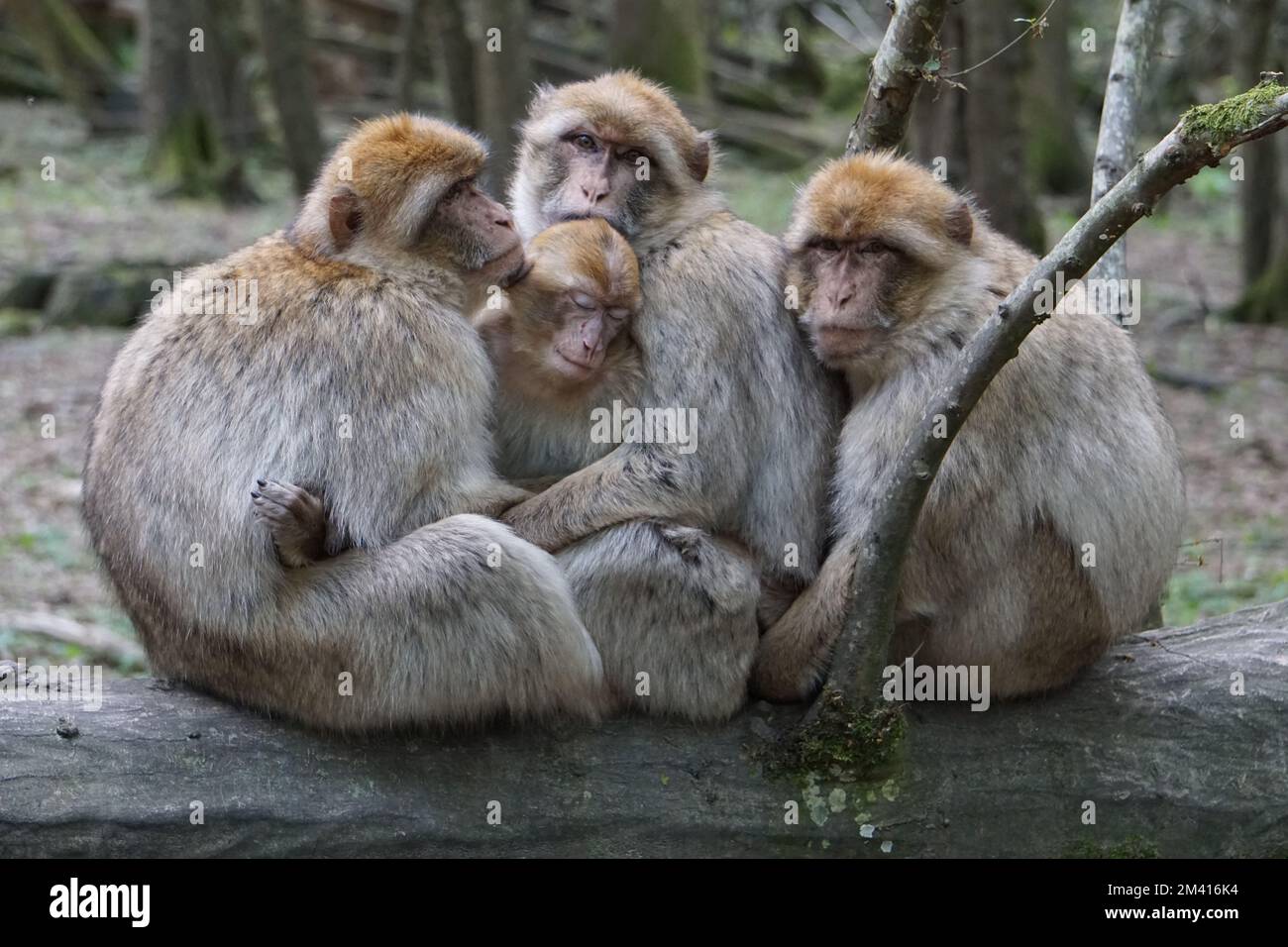 Family of magot monkeys Stock Photo - Alamy