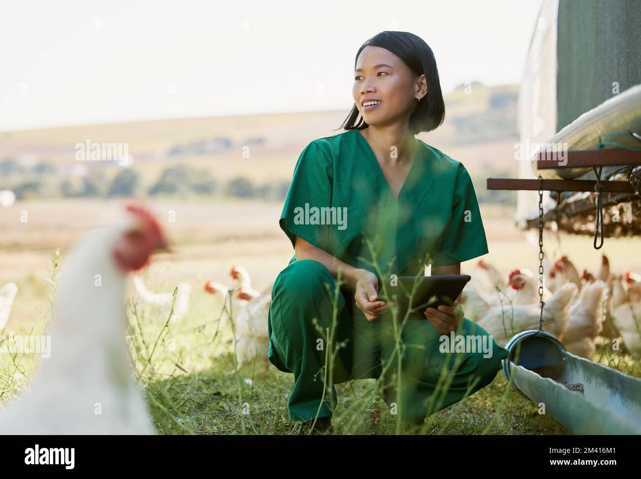 Vet woman, chicken and tablet in agriculture inspection, outdoor and ...