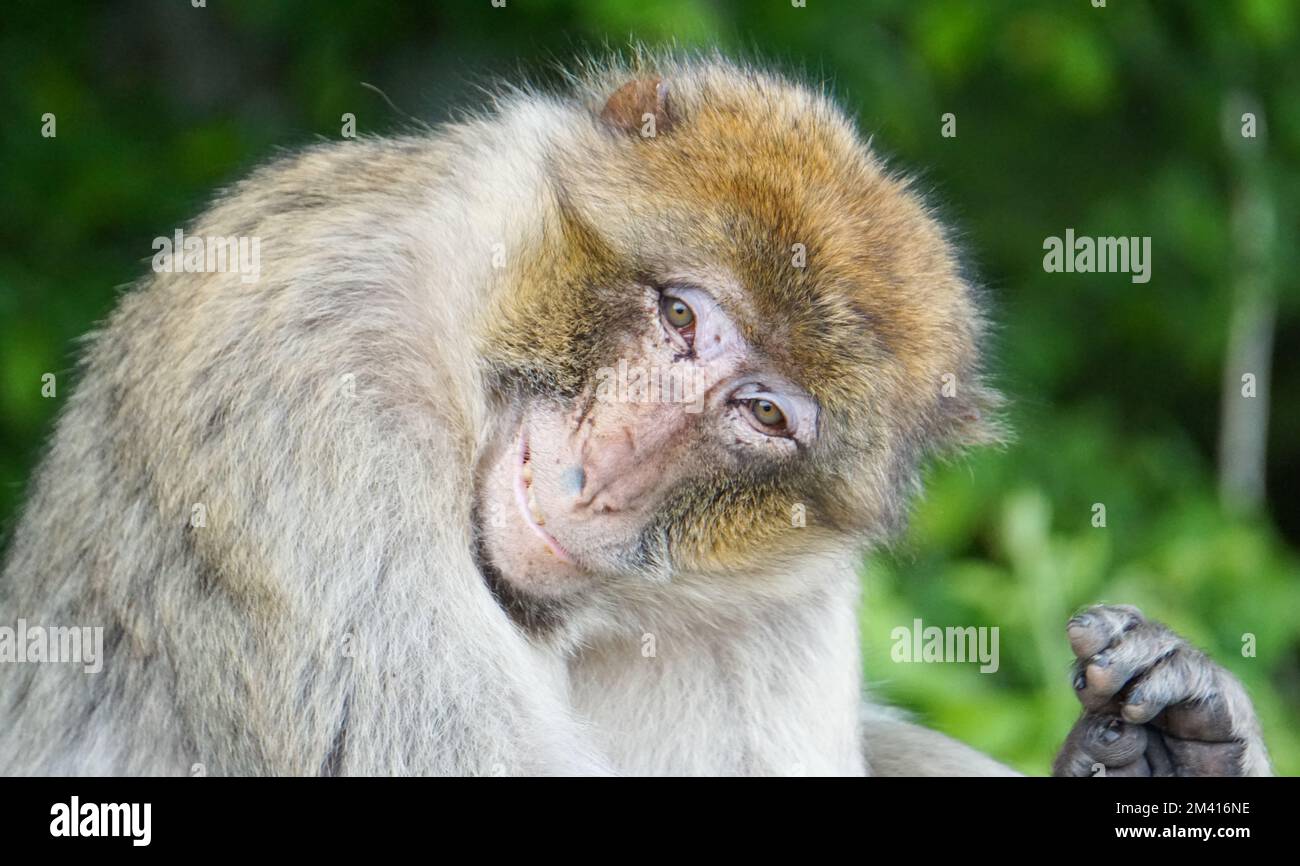 Magot hi-res stock photography and images - Alamy